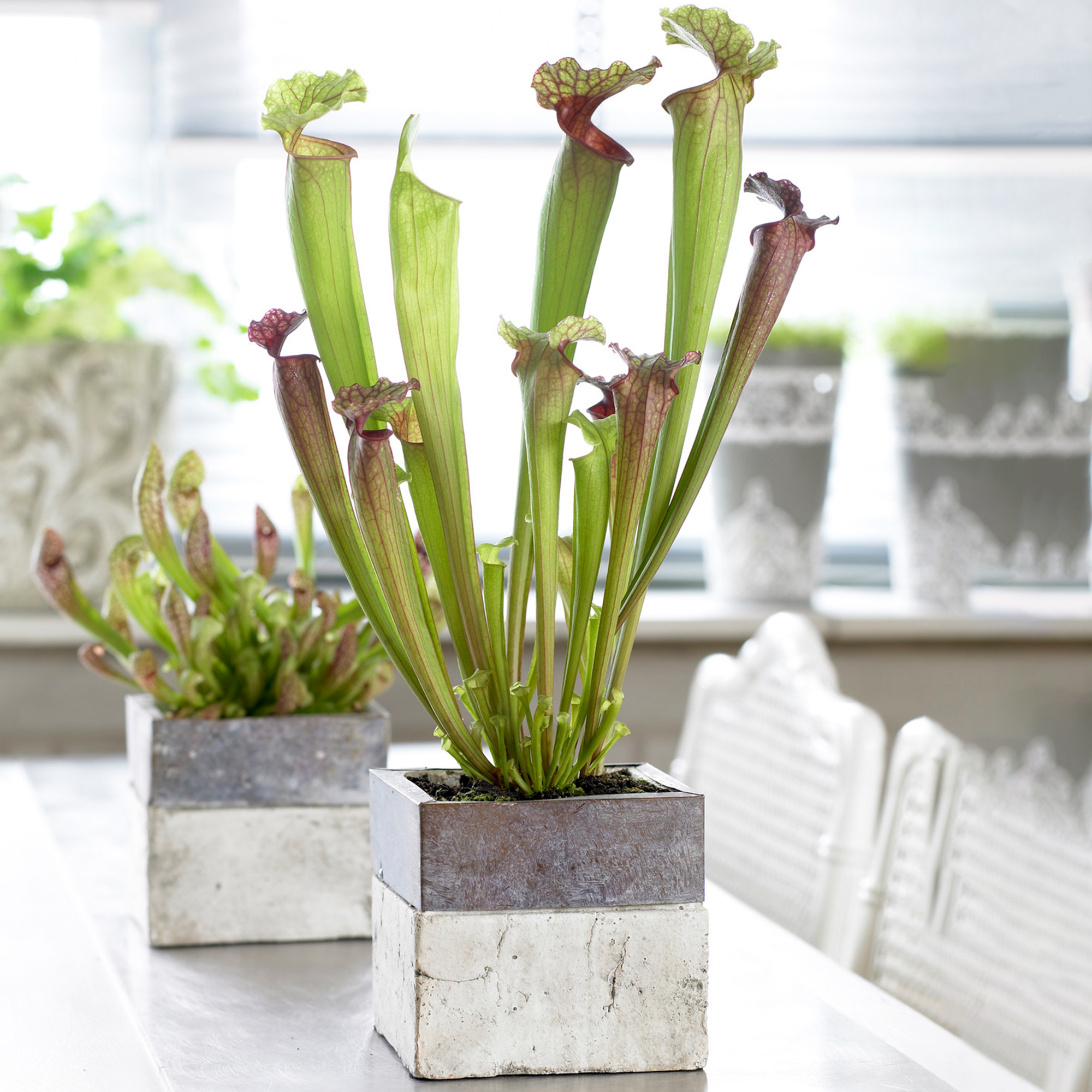 Sarracenia Smoorii - Trumpet Pitcher Plant | Colourful Indoor Fly Trap ... Sarracenia Smoorii - Trumpet Pitcher Plant | Colourful Indoor Fly Trap ...